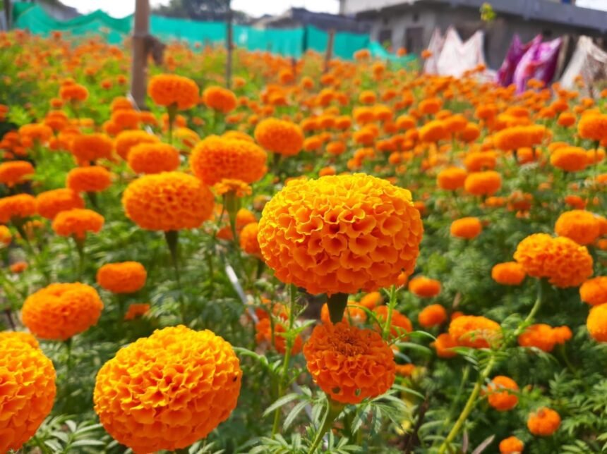 About Our Company – DAVP Assoicates